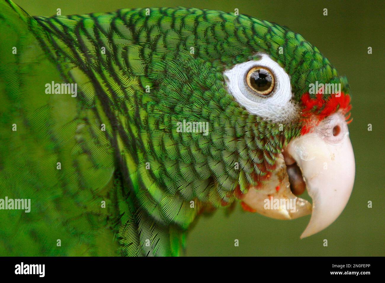 FILE - In this June 23, 2011, file photo, a Puerto Rico parrot is ...