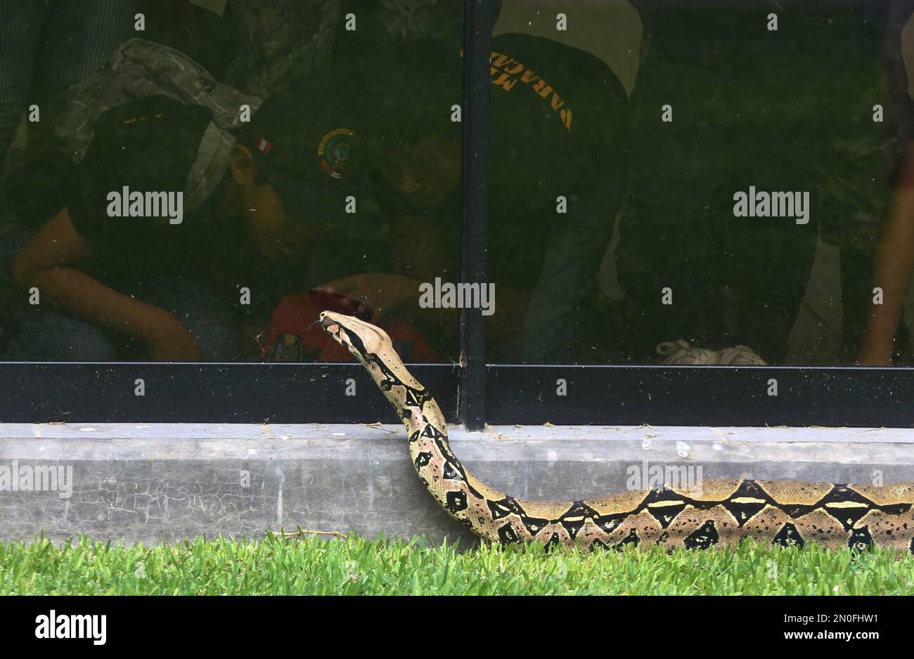 Kids observe through a glass a 12 kilograms Boa Constrictors snake ...