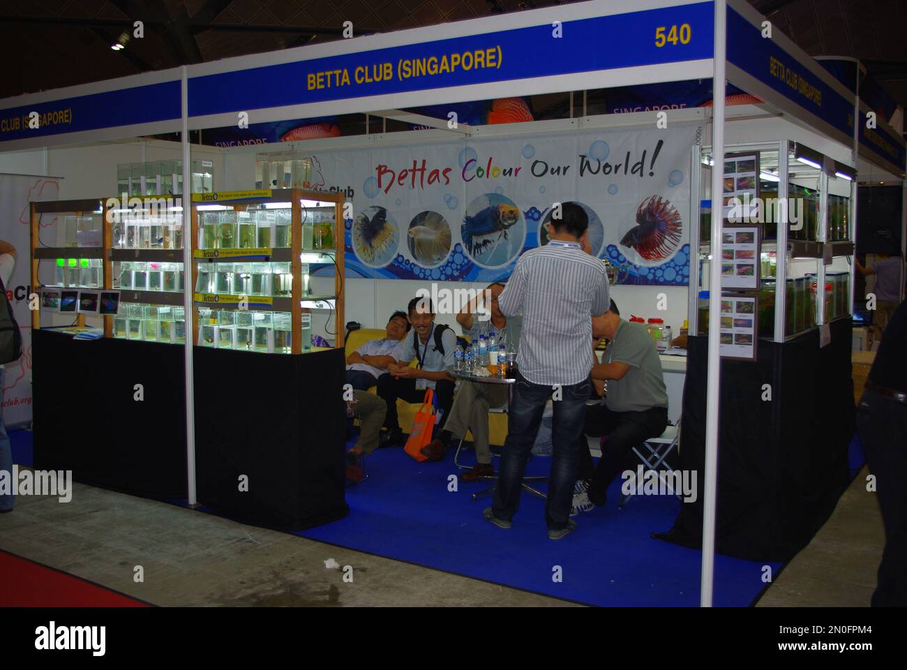 Siamese fighting fish (Betta splendens); Betta club Singapore Stock ...