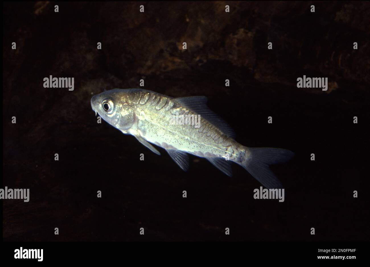 Carpa, carpa a specchi, Cyprinus, Cyprinidae, Ciprinidi, acquacoltura ...