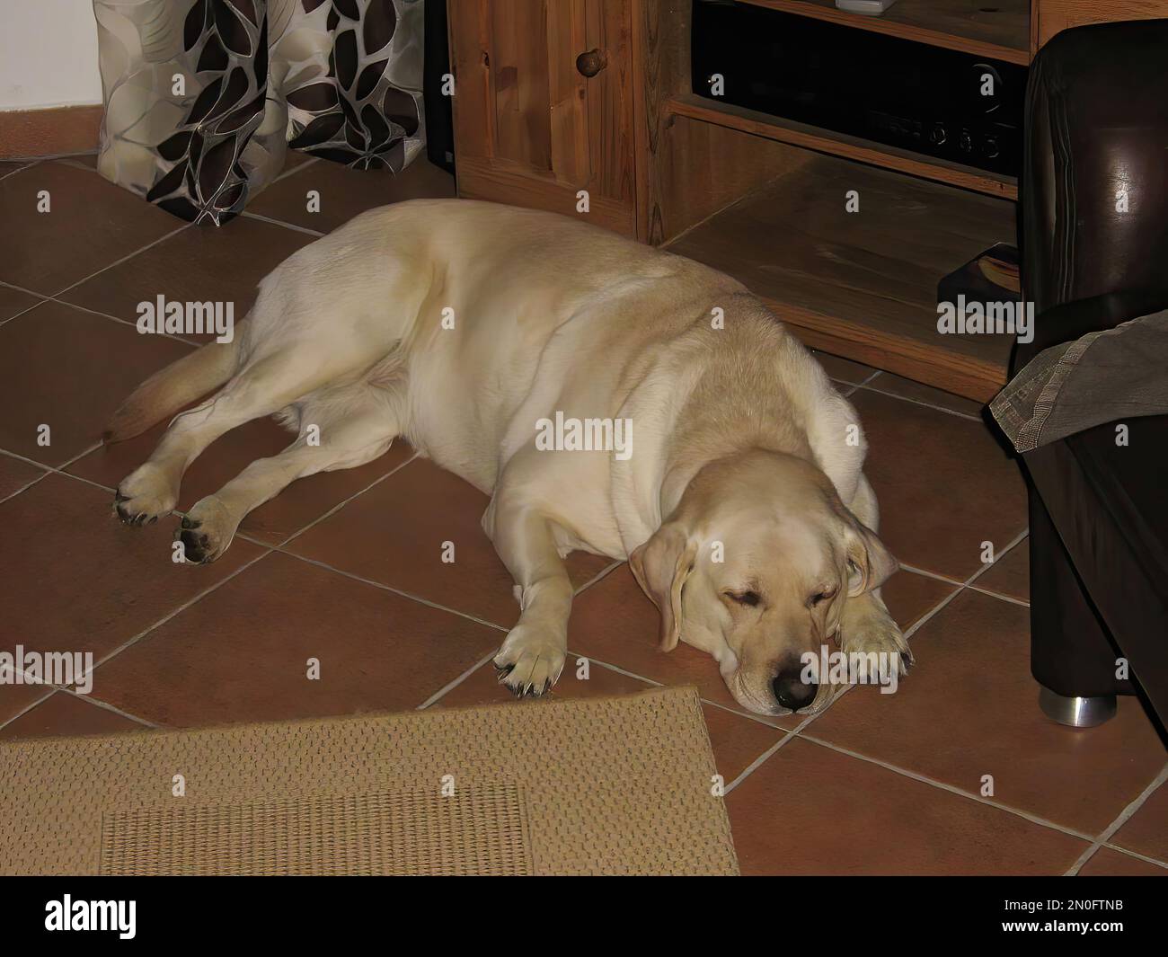 Relaxed labrador hi-res stock photography and images - Alamy