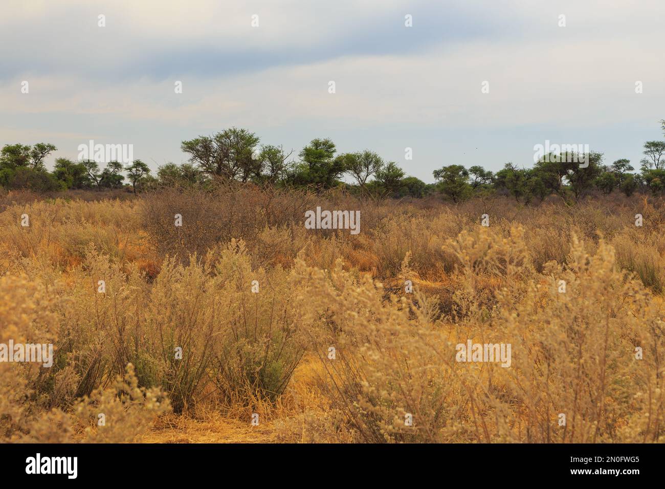 Beautiful african landscape, green acacia and yellow grass. Waterberg ...