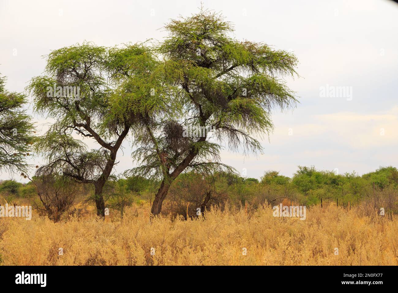 Beautiful african landscape, green acacia and yellow grass. Waterberg Plateau National Park ...