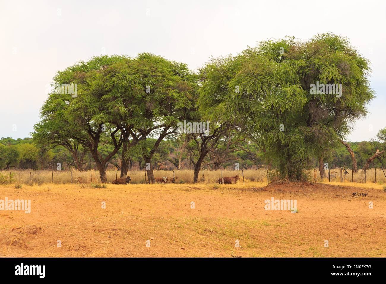 Beautiful african landscape, green acacia and yellow grass. Waterberg ...