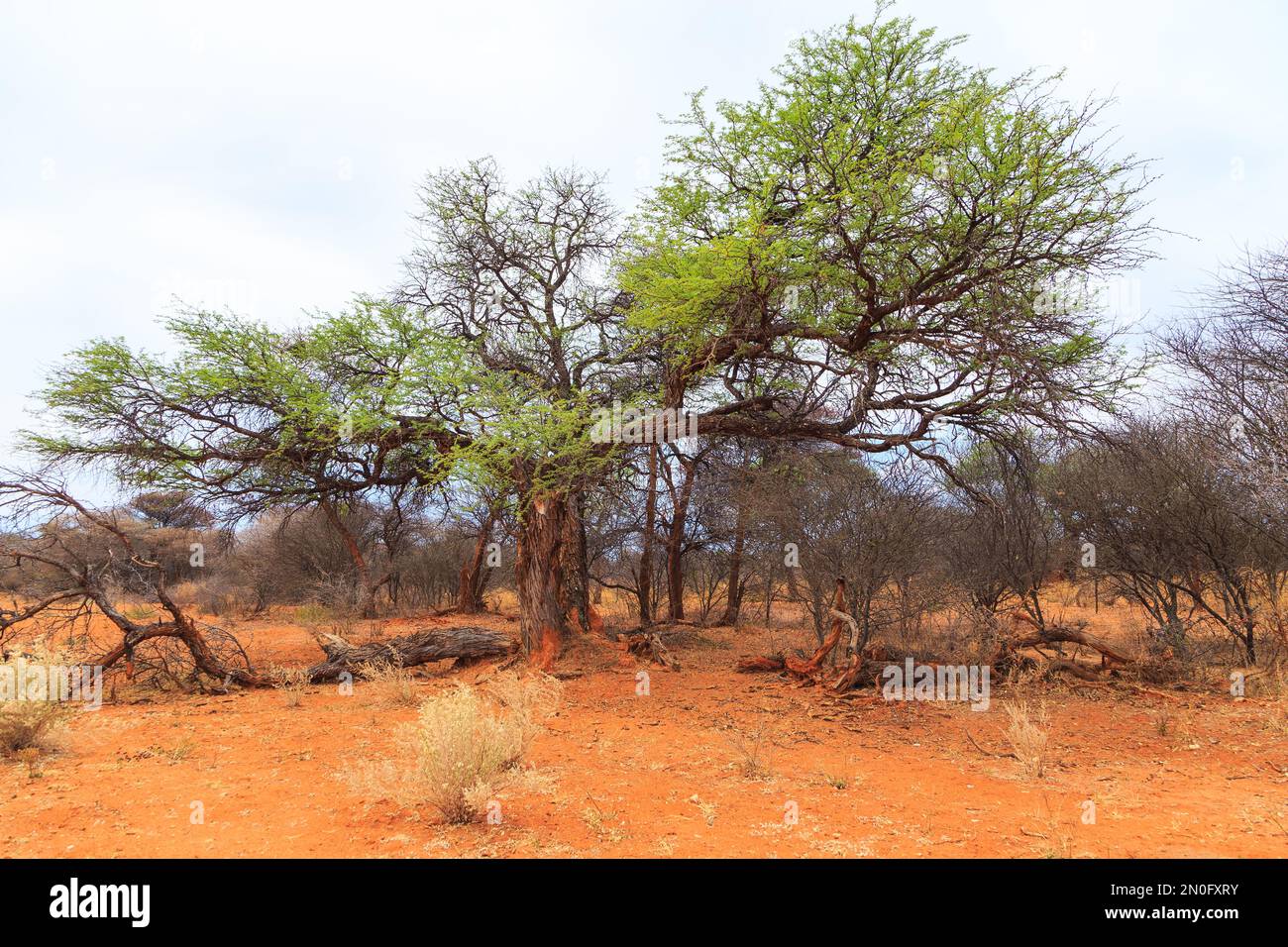 Beautiful african landscape, green acacia and yellow grass. Waterberg ...