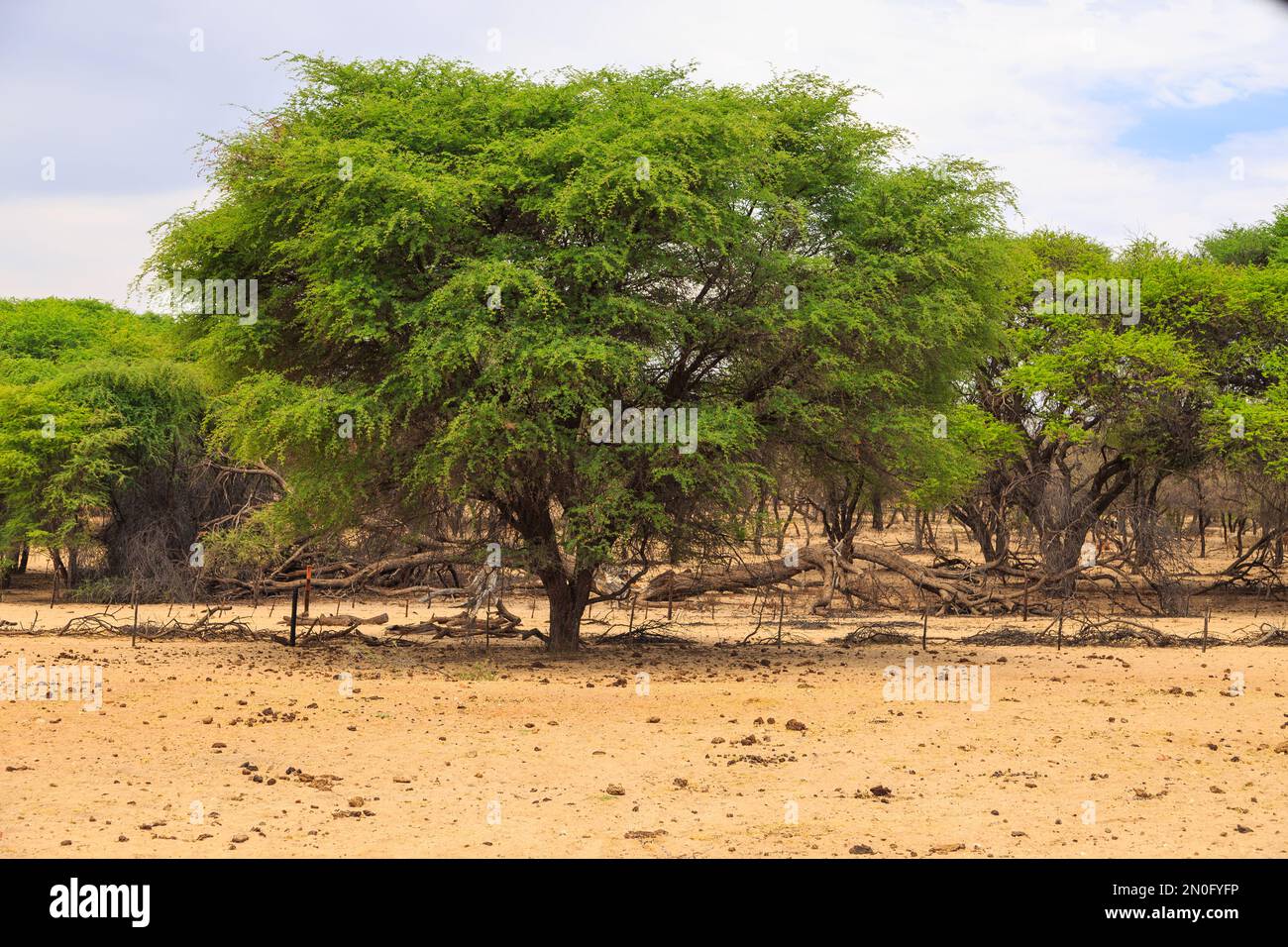 Beautiful african landscape, green acacia and yellow grass. Waterberg ...