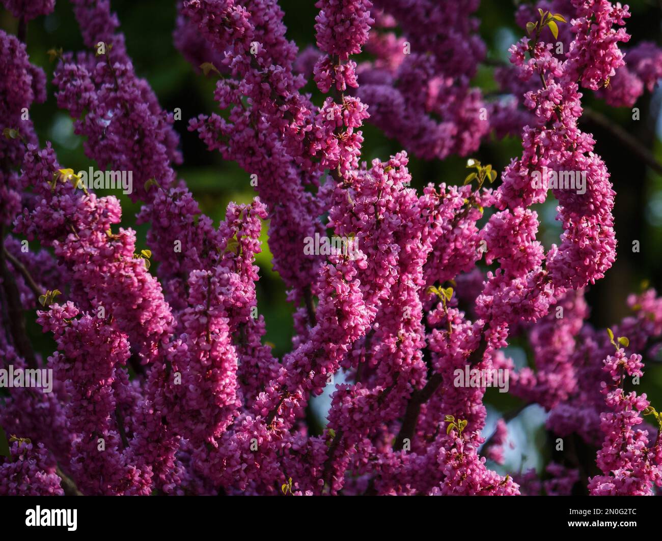 judas tree in full blossom. flowering background in the garden Stock ...
