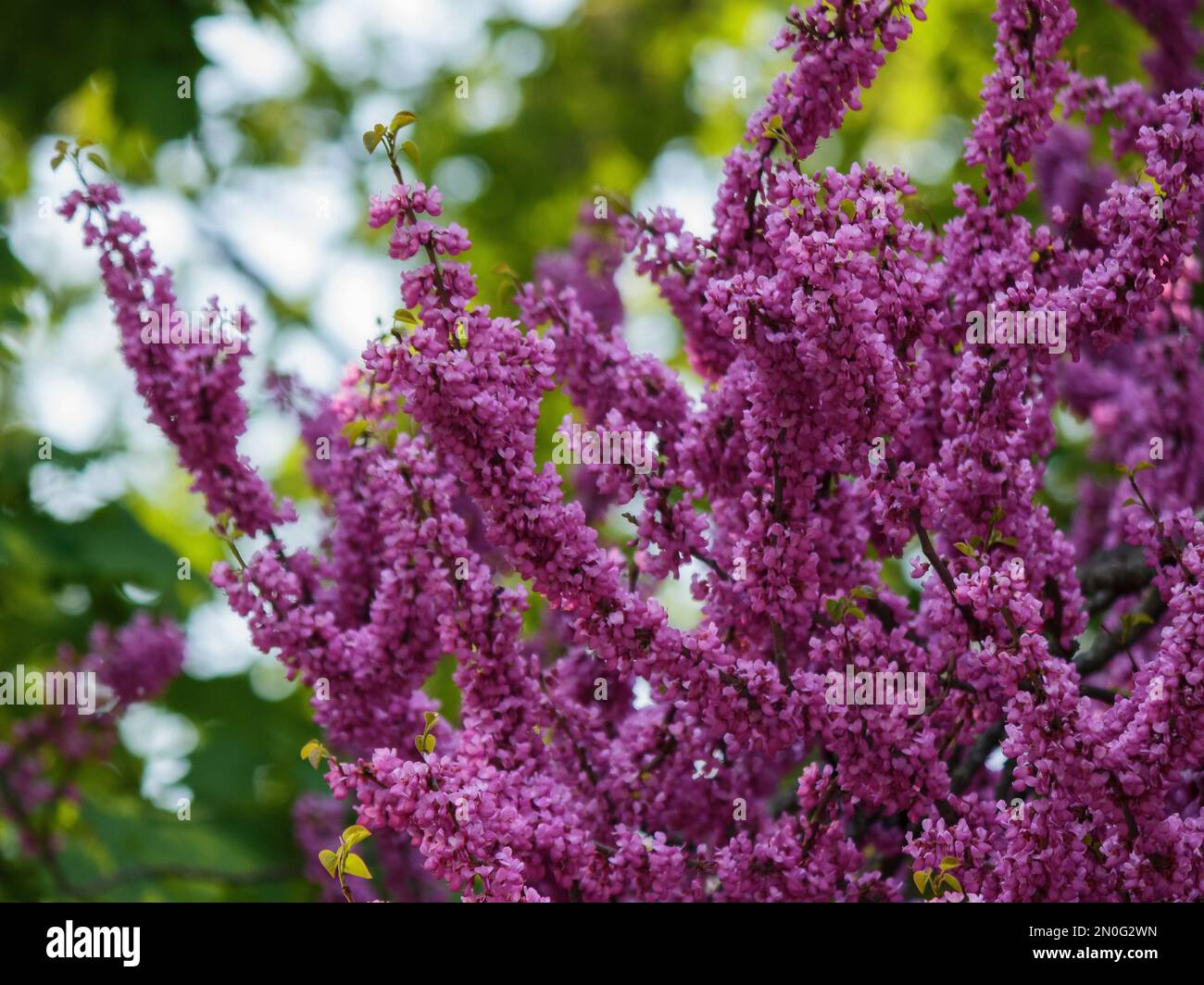 judas tree in full blossom. flowering background in the garden Stock ...