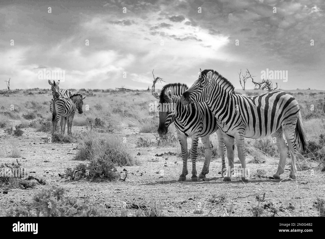 Etosha national park, namibia safari Black and White Stock Photos ...