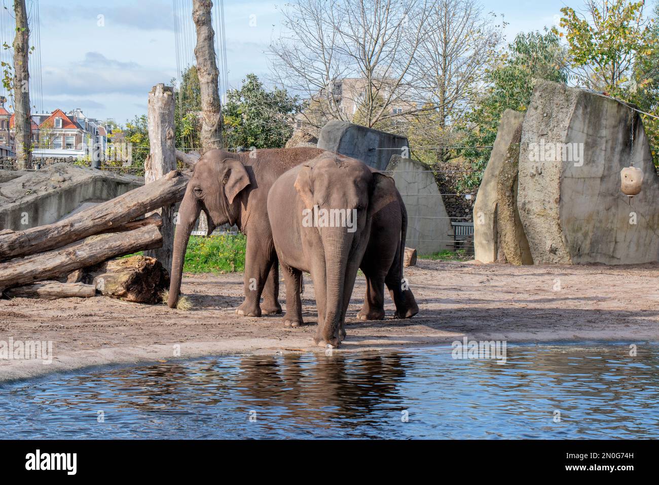 Two Elephants Drinking Water At Amsterdam The Netherlands 8-11-2022 ...
