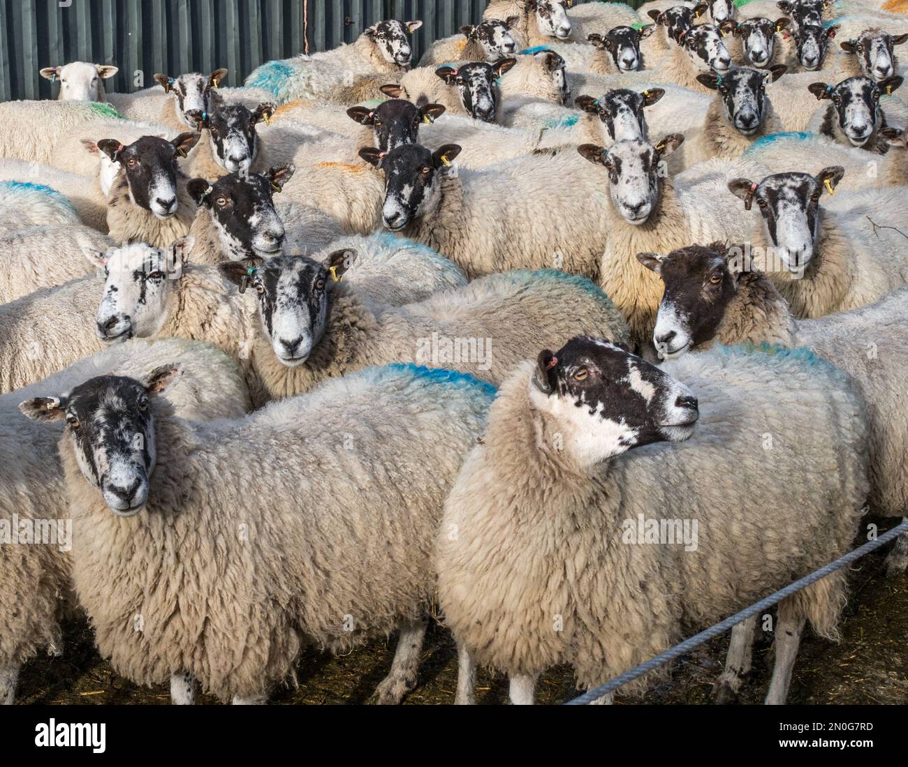 flock many sheep tight herd penned looking curious following gazing ...