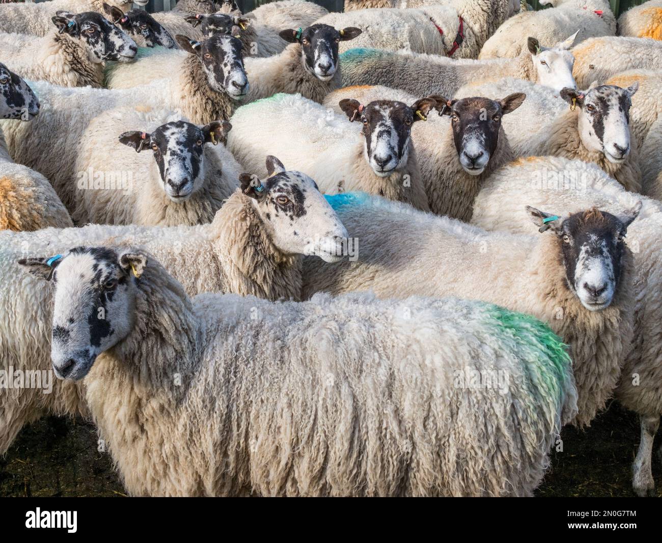 Gazing sheep hi-res stock photography and images - Alamy