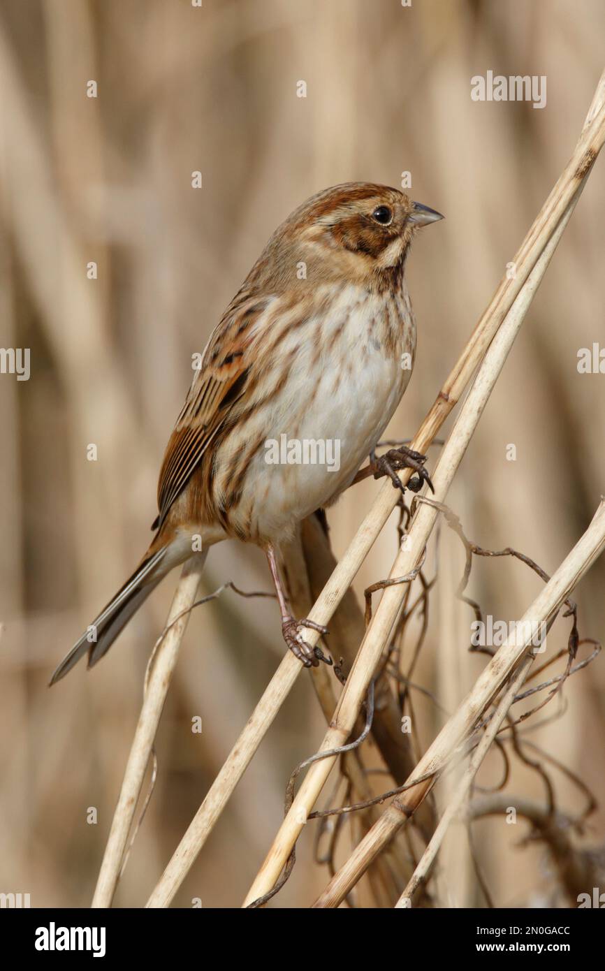 A female Reed bunting small bird at Lakenheath RSPB fens in Norfolk ...