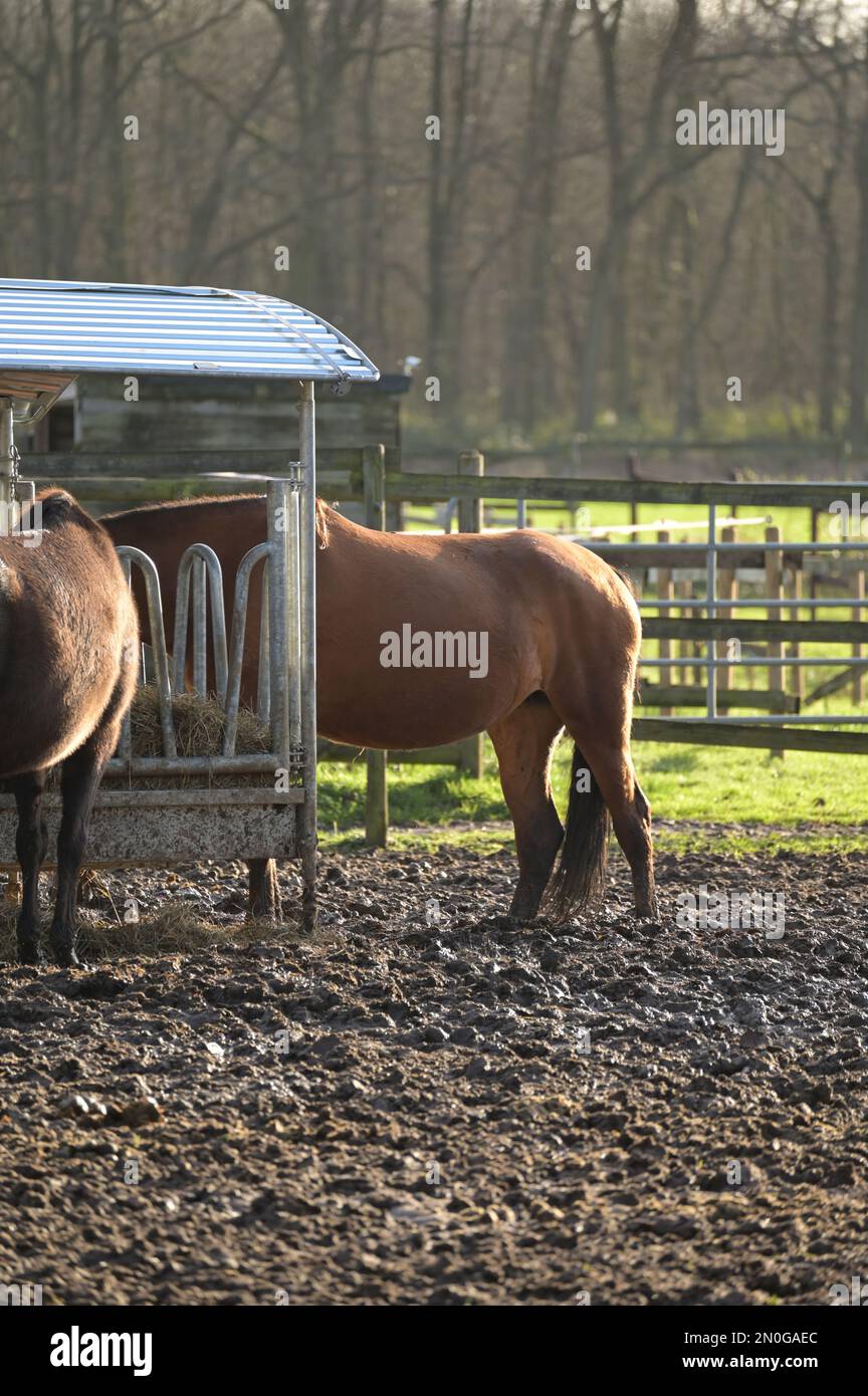 The horses at a farm in Meerbusch, Germany Stock Photo - Alamy