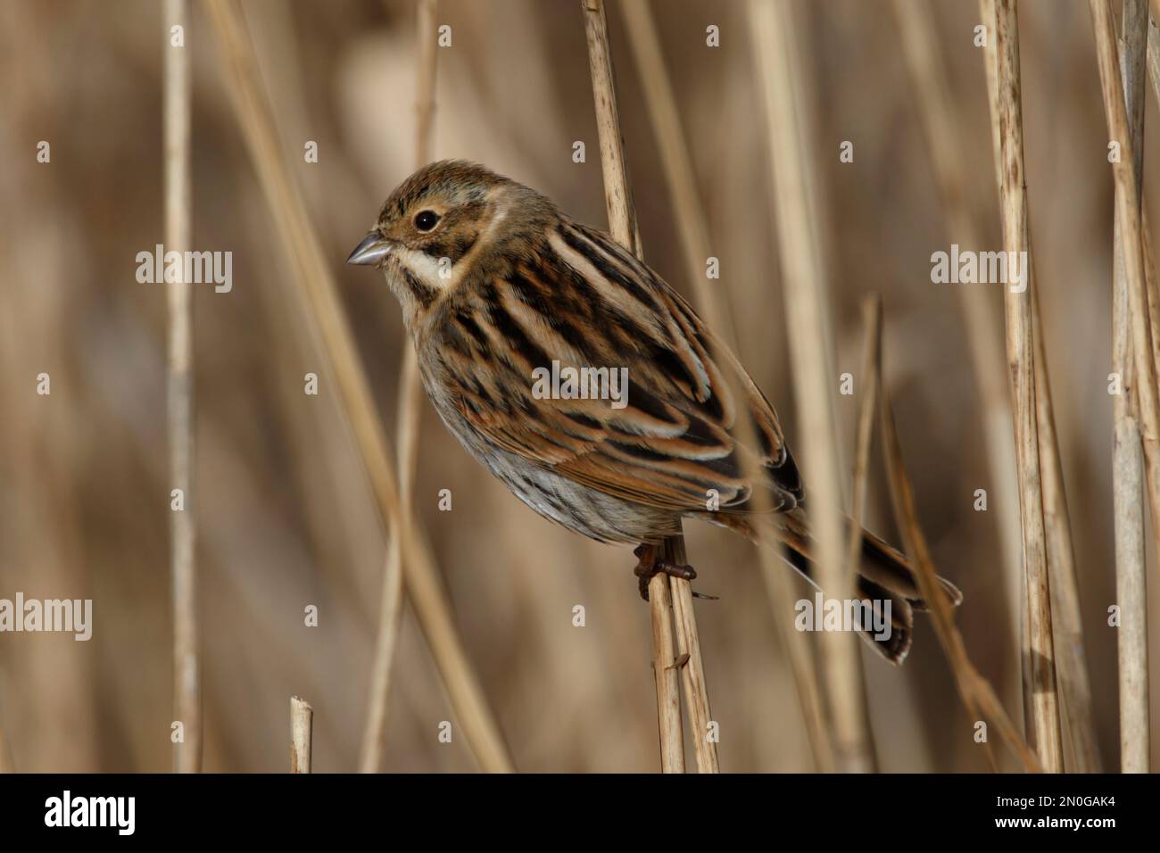 A female Reed bunting small bird at Lakenheath RSPB fens in Norfolk ...