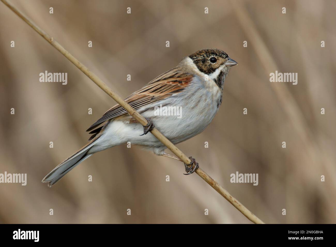 Rspb norfolk lakenheath fen hi-res stock photography and images - Alamy