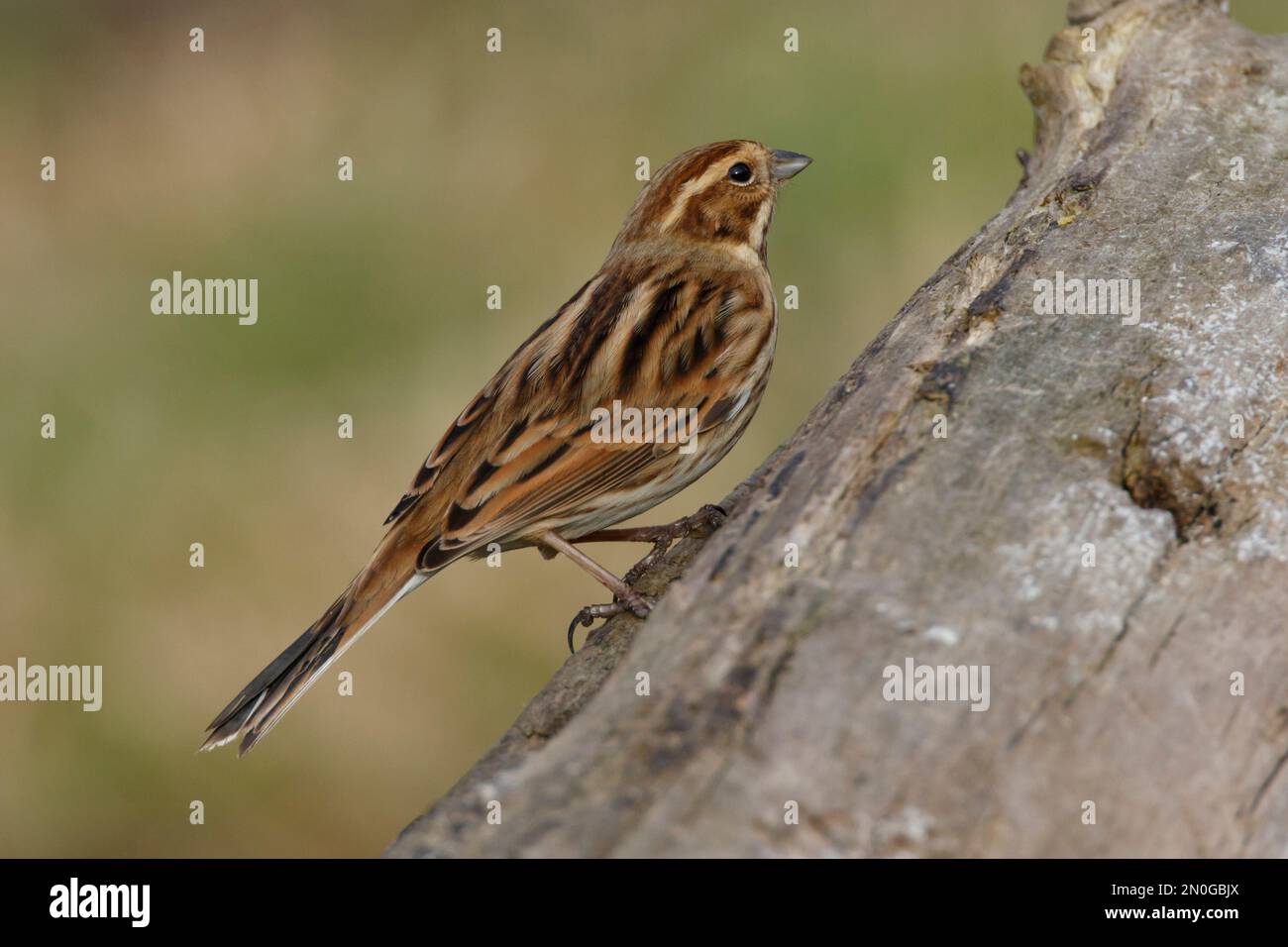 A female Reed bunting small bird at Lakenheath RSPB fens in Norfolk ...