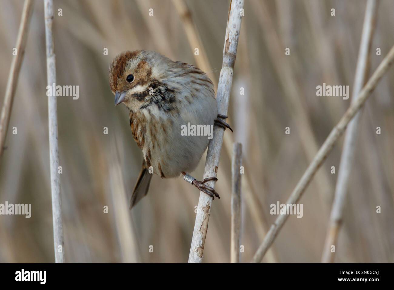 A female Reed bunting small bird at Lakenheath RSPB fens in Norfolk ...