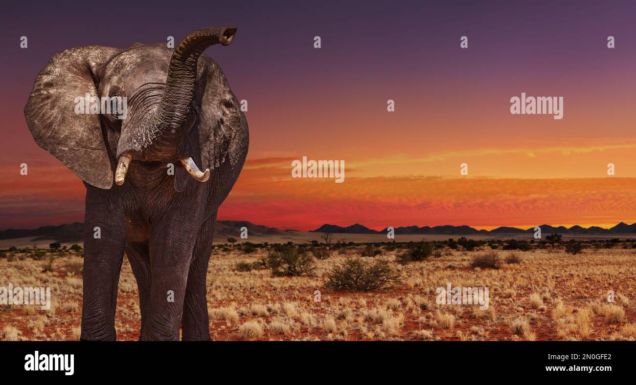 African elephant in savanna at sunset Stock Photo - Alamy