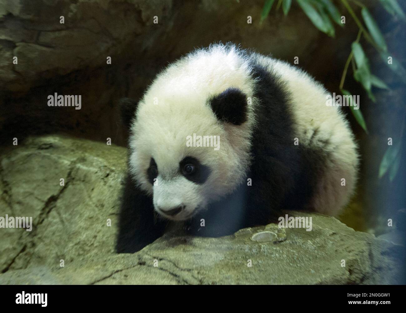 Giant panda cub Bei Bei roam in his pen as he goes on public exhibit ...