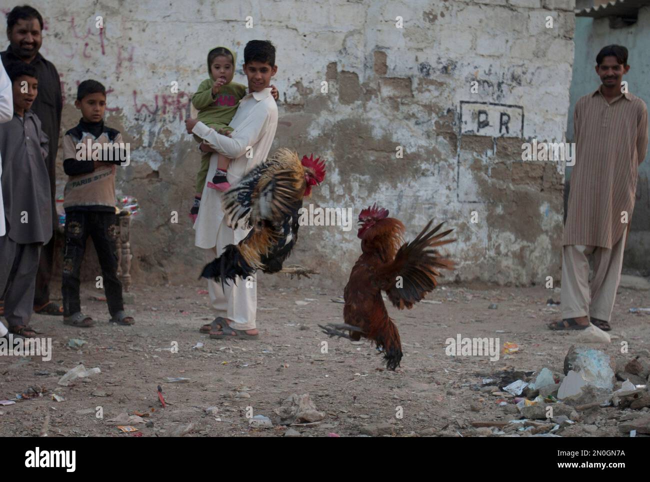 People watch roosters fight in Karachi, Pakistan, Friday, Jan. 15, 2016 ...