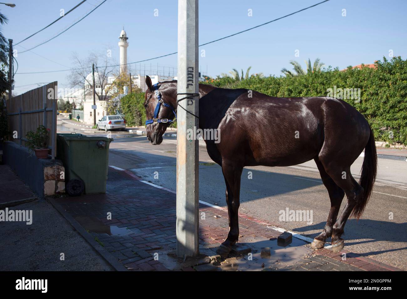 In this photo taken Tuesday, Jan. 12, 2016, a horse is seen in the ...