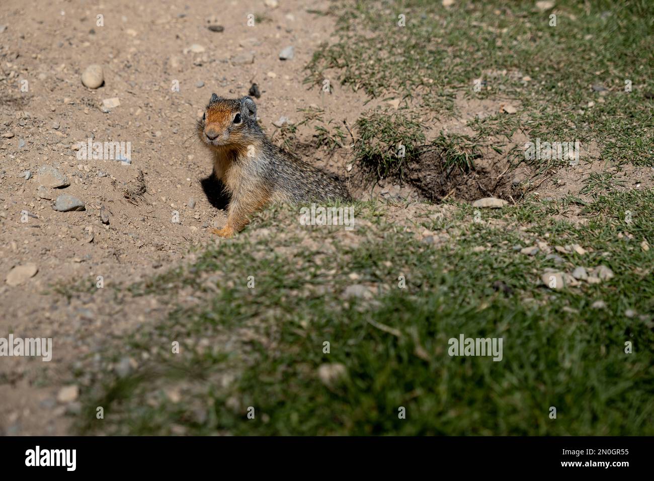 Ground Squirrel observing to get out its burrow in Canada Stock Photo ...