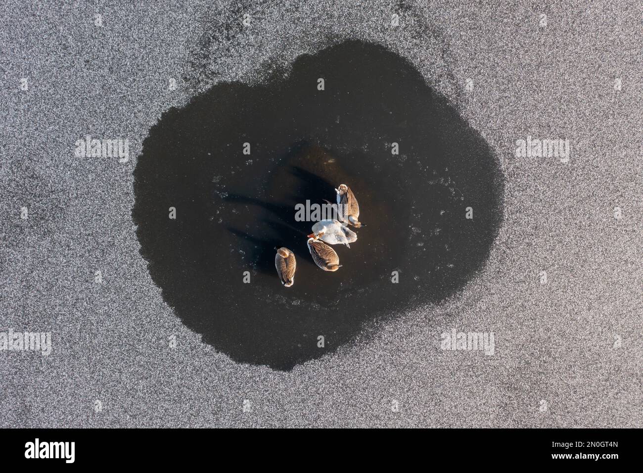 Puddle fly hi-res stock photography and images - Alamy
