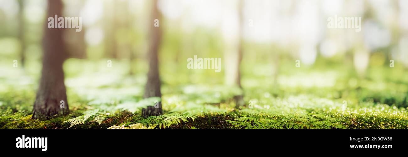 Forest blur panorama Stock Photo - Alamy