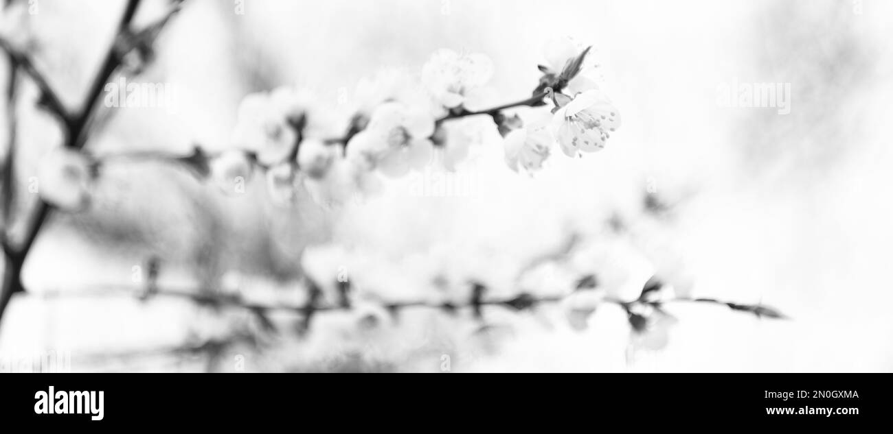 Tree branches blossoming with spring flowers on natural blurred ...