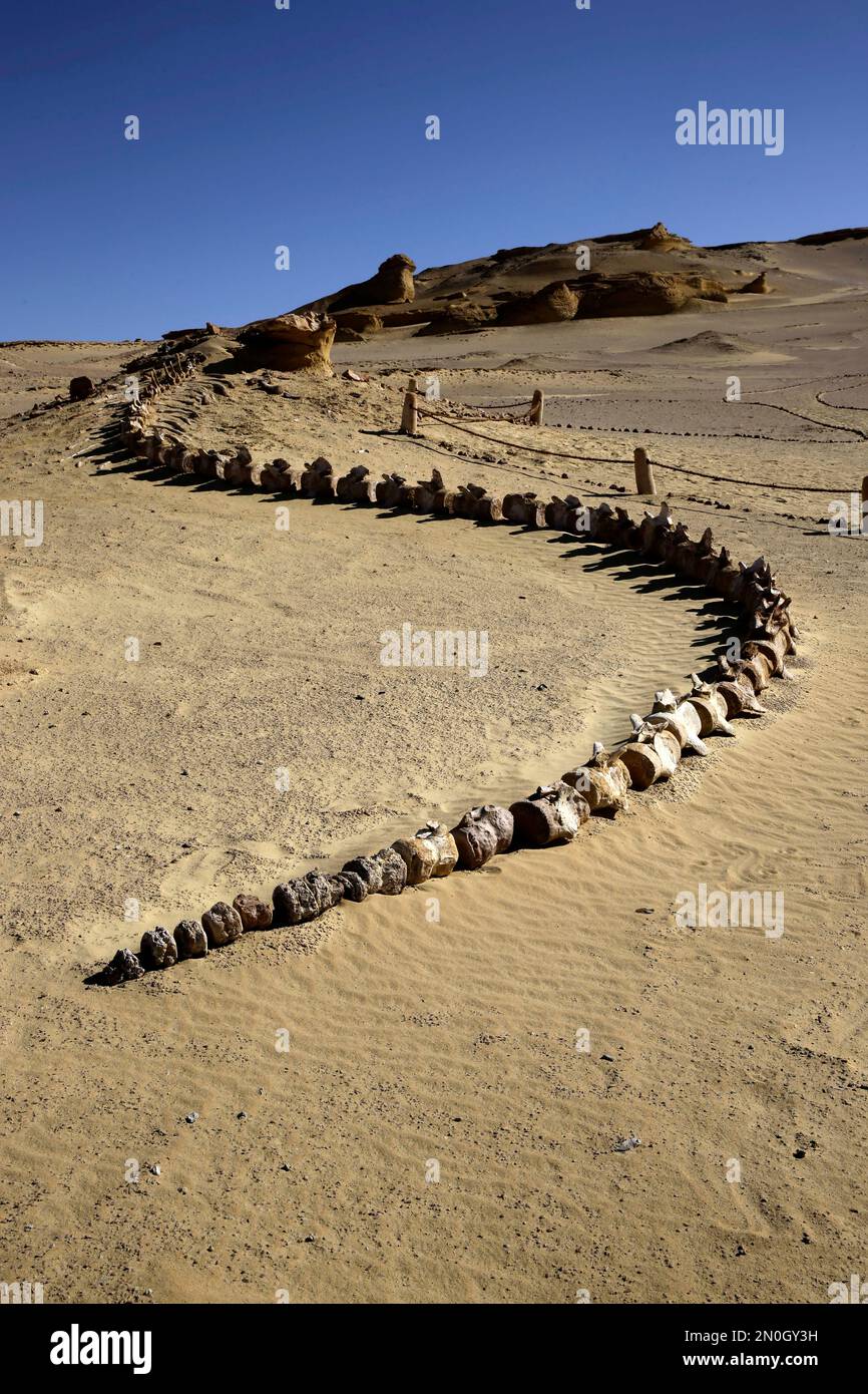 Fossilized whale bones are on display outside the Wati El Hitan Fossils ...