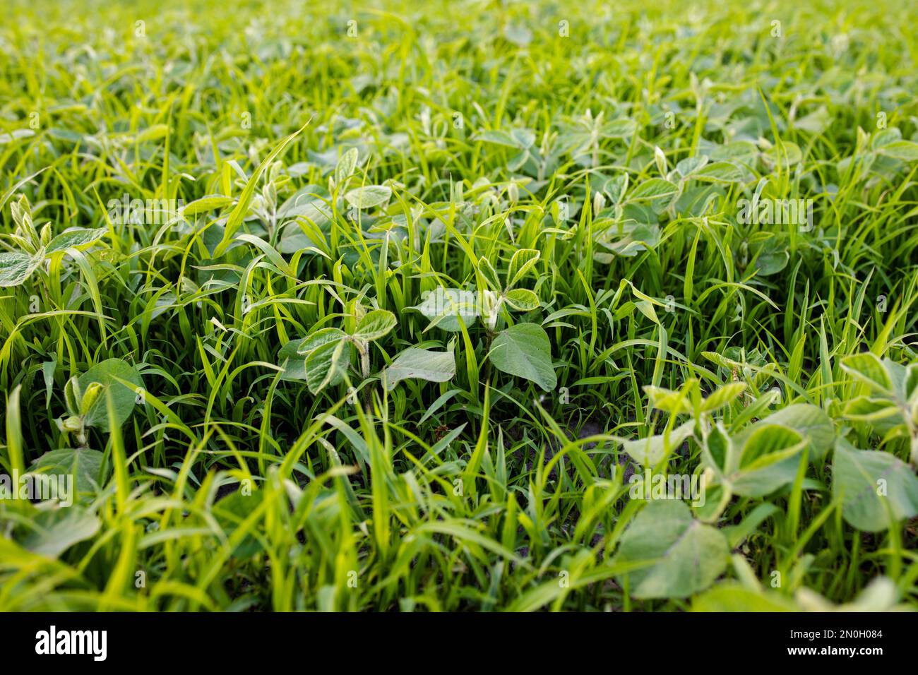 Herbicidefield hi-res stock photography and images - Alamy
