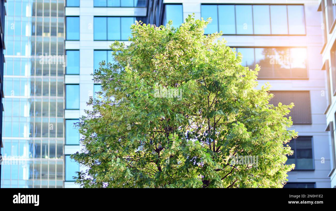 Eco architecture. Green tree and glass office building. The harmony of ...