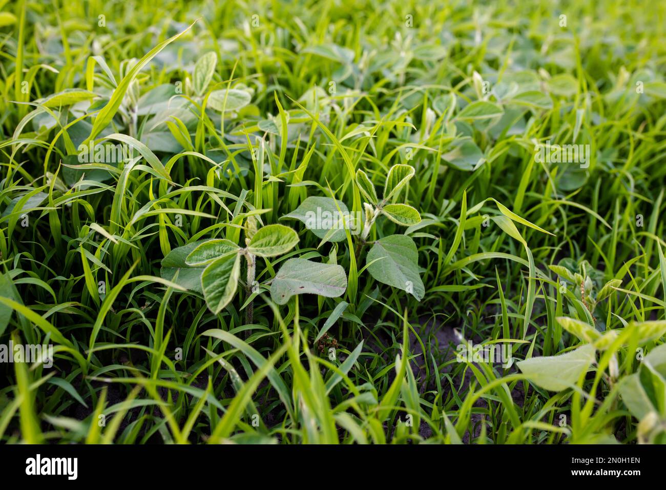 Herbicidefield hi-res stock photography and images - Alamy