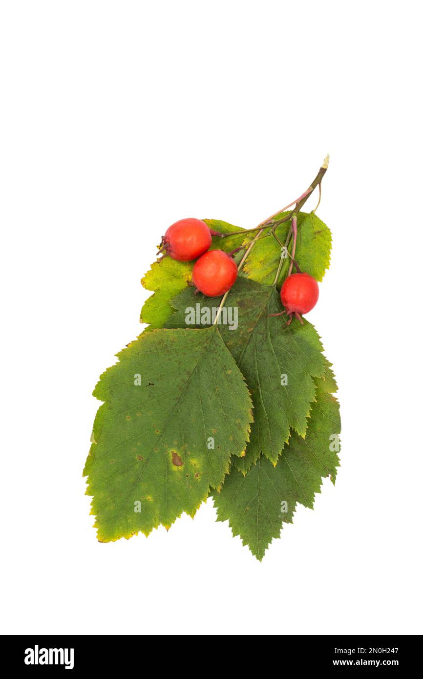 Hawthorn branch with red berries and green leaves isolated on a white ...