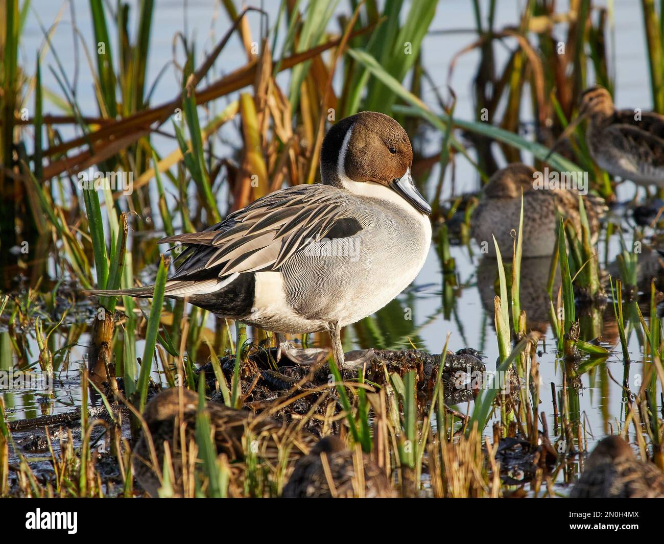 Pintail (Anas acuta Stock Photo - Alamy