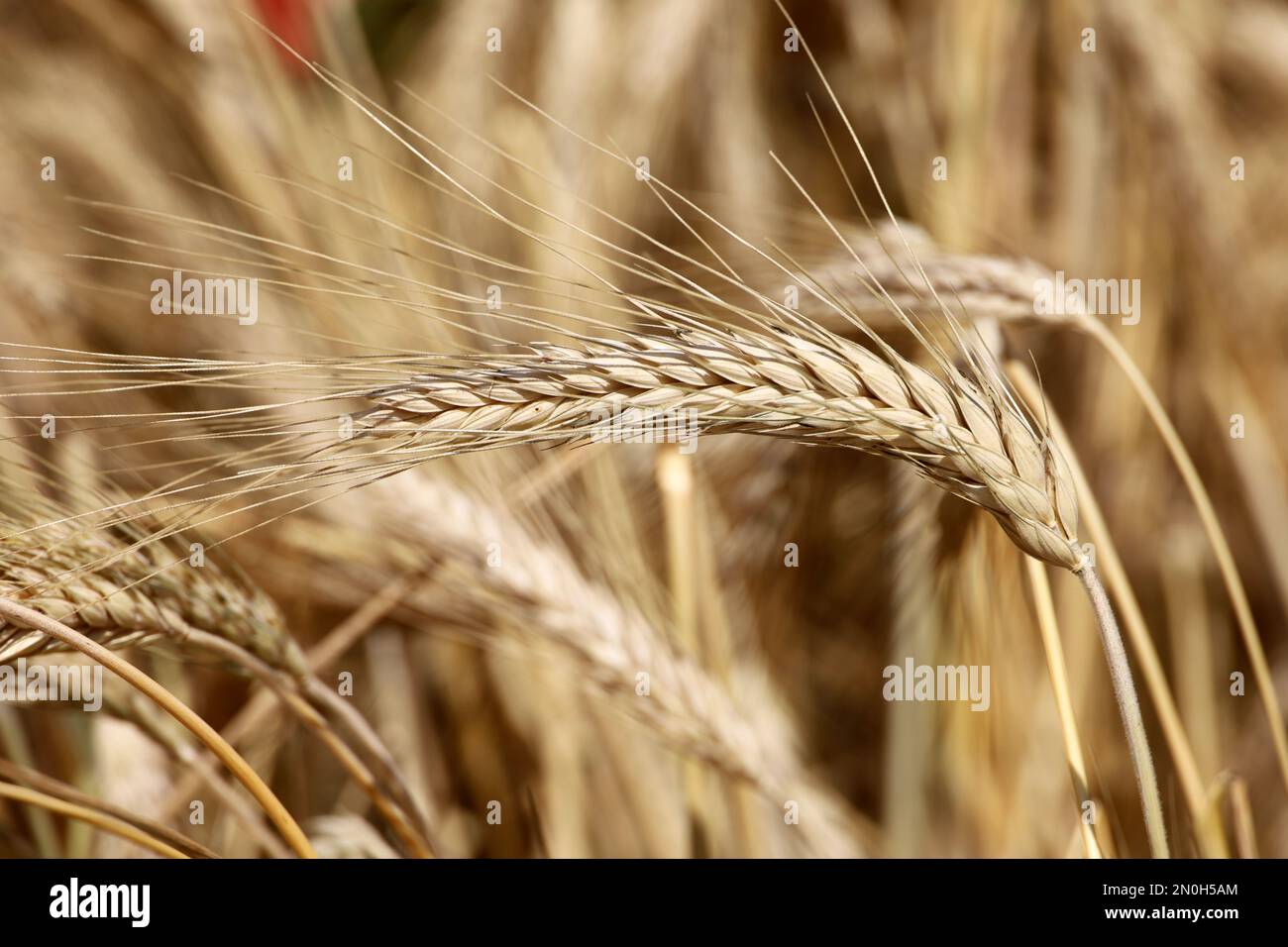 Ears of wheat on a field. Rural scene, background for harvest and ...