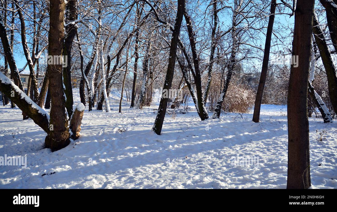 Winter landscape, Winter trees covered with snow. Beautiful winter park ...