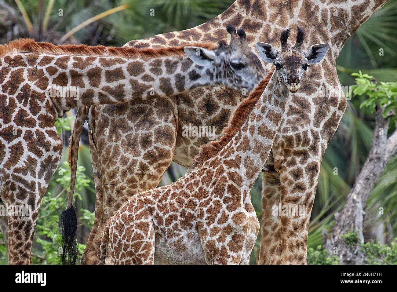 Giraffes family portret taken in Selous national park safari in ...