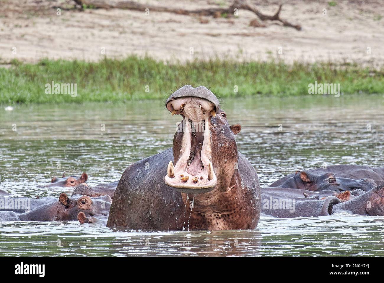 Male hippopotamus yawning in water hi-res stock photography and images ...
