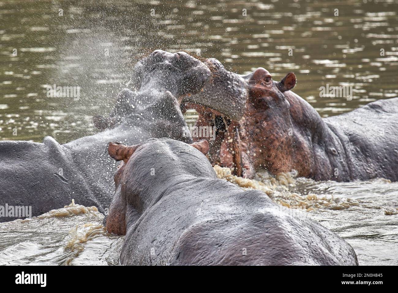 Hippopotamus displaying aggressive territorial behavior in Selous Park ...