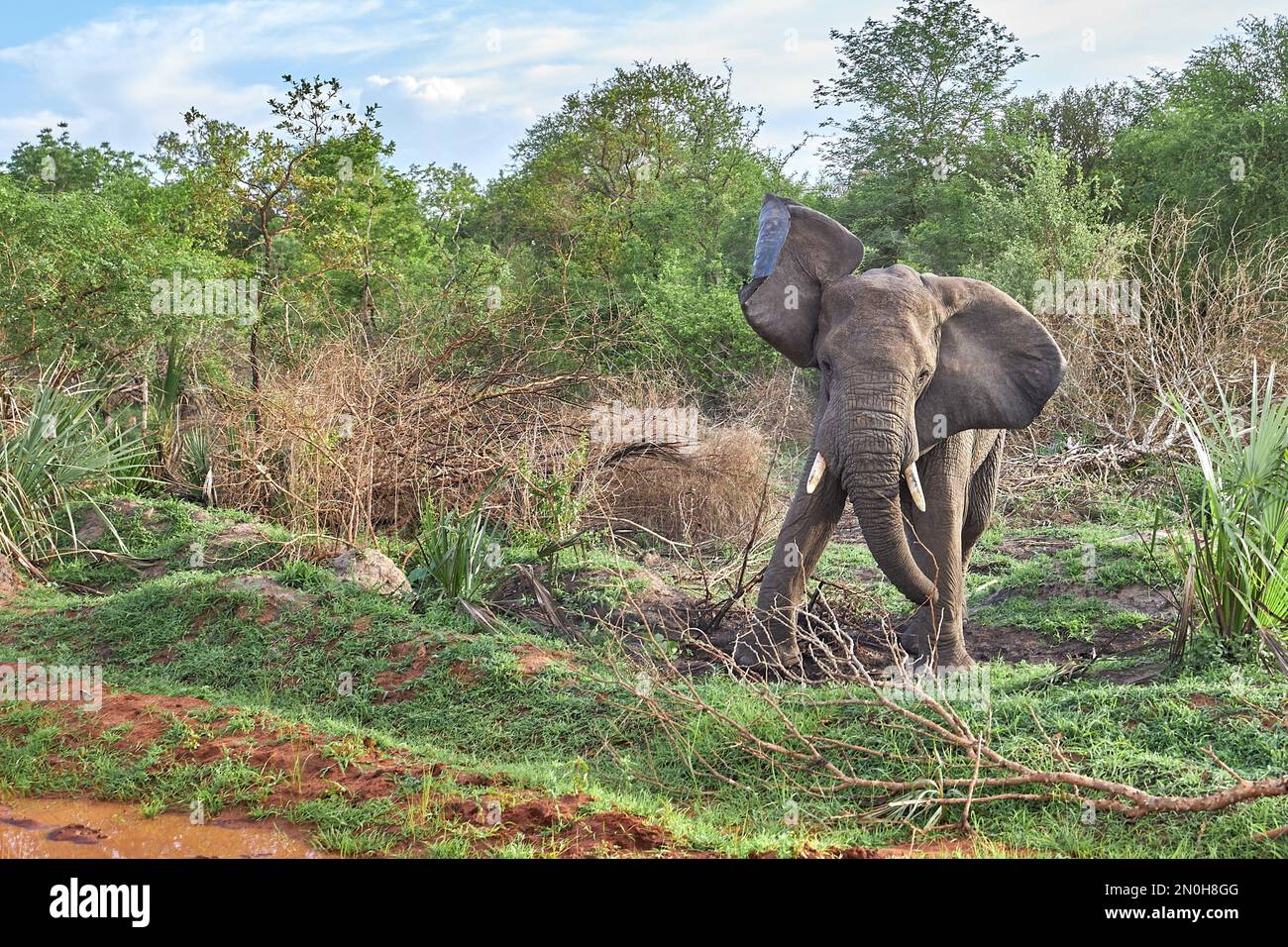 African elephant waving ears in Tanzania Selous national park Stock ...