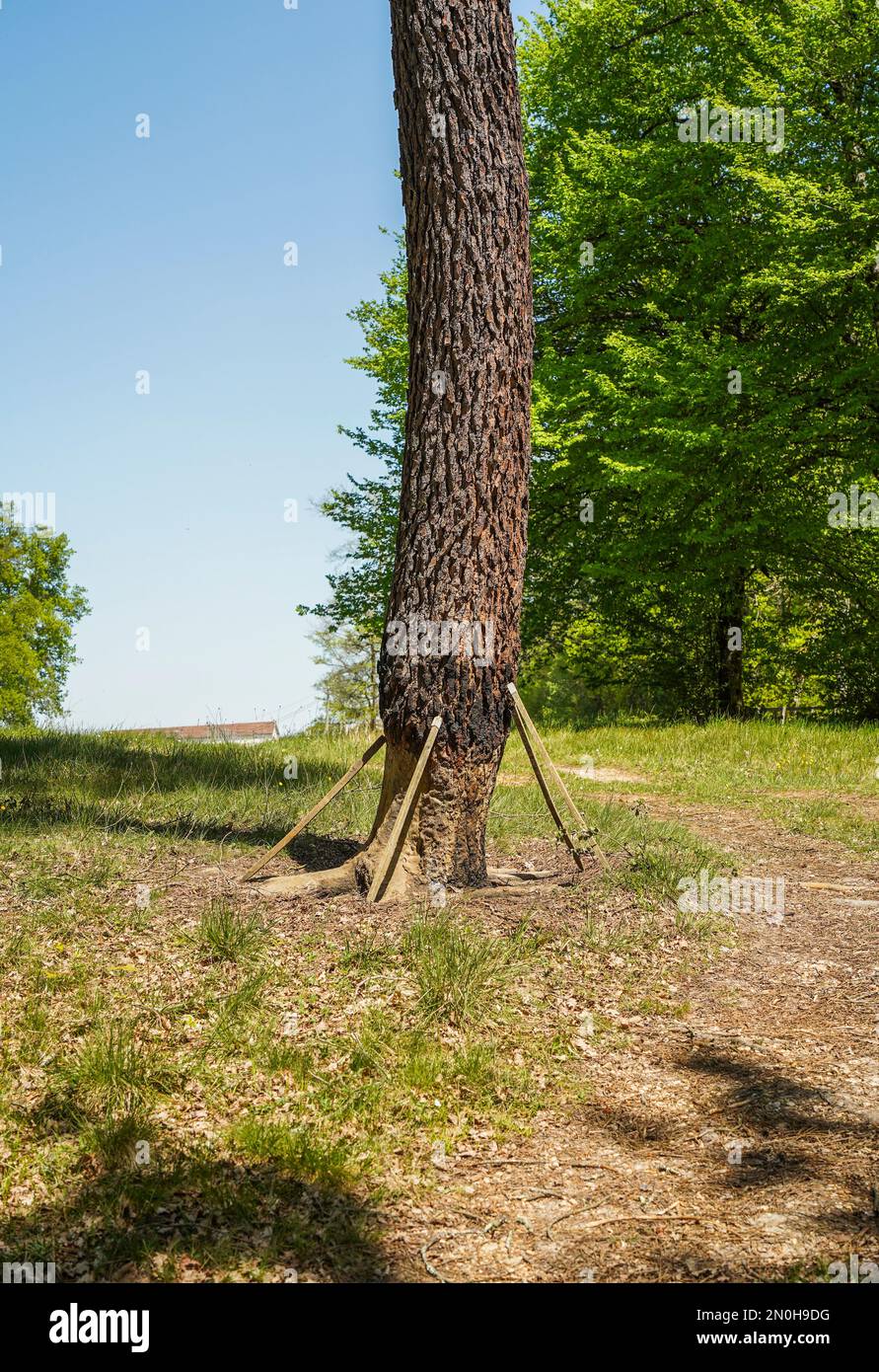 Big pine tree rescued from not to falling down, supported with sticks ...