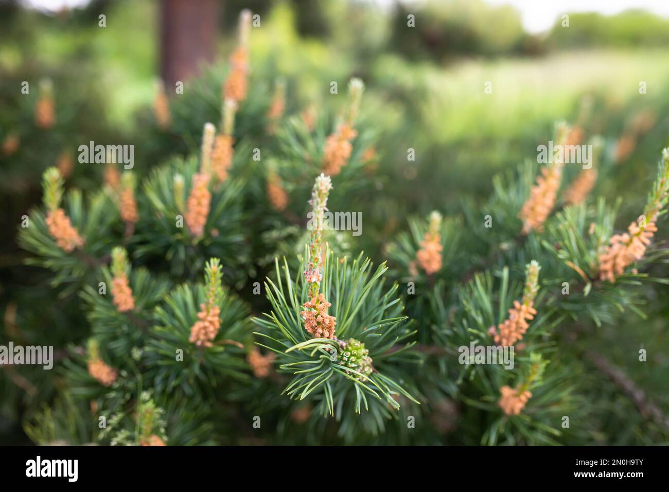 Male cones of a pine. Collect pine shoots during growth period for ...