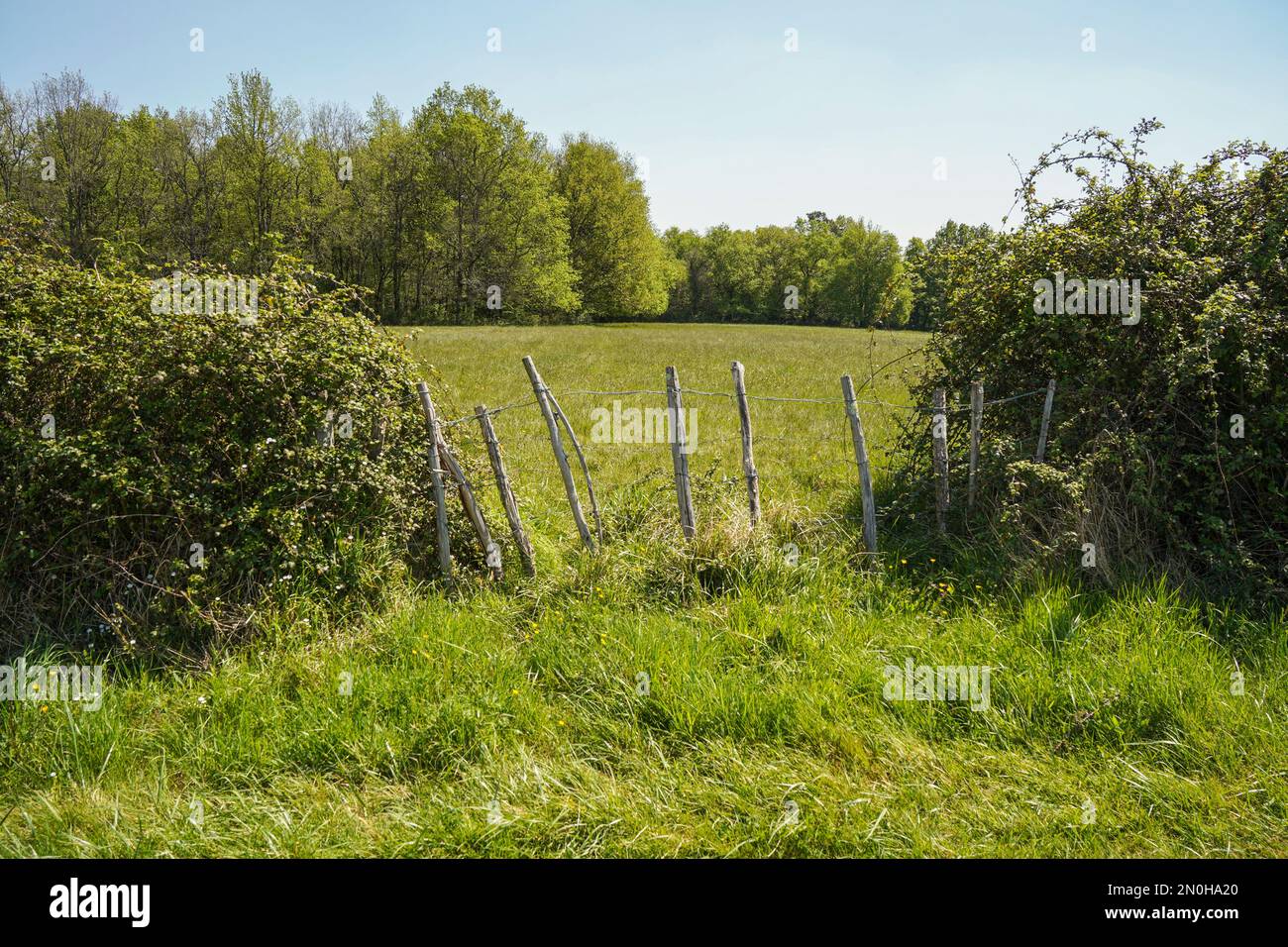 Hiking in forest in summer hi-res stock photography and images - Alamy