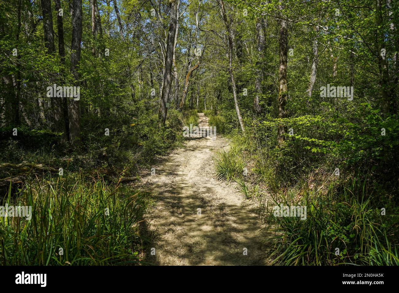 Lush forest, Hiking Trail, Chemin de bouteronde, Path in Bordeaux ...