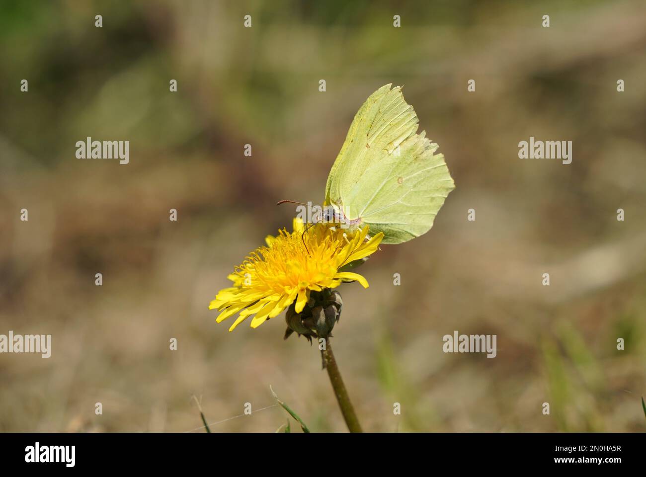 Yellow common brimstone butterfly hi-res stock photography and images ...