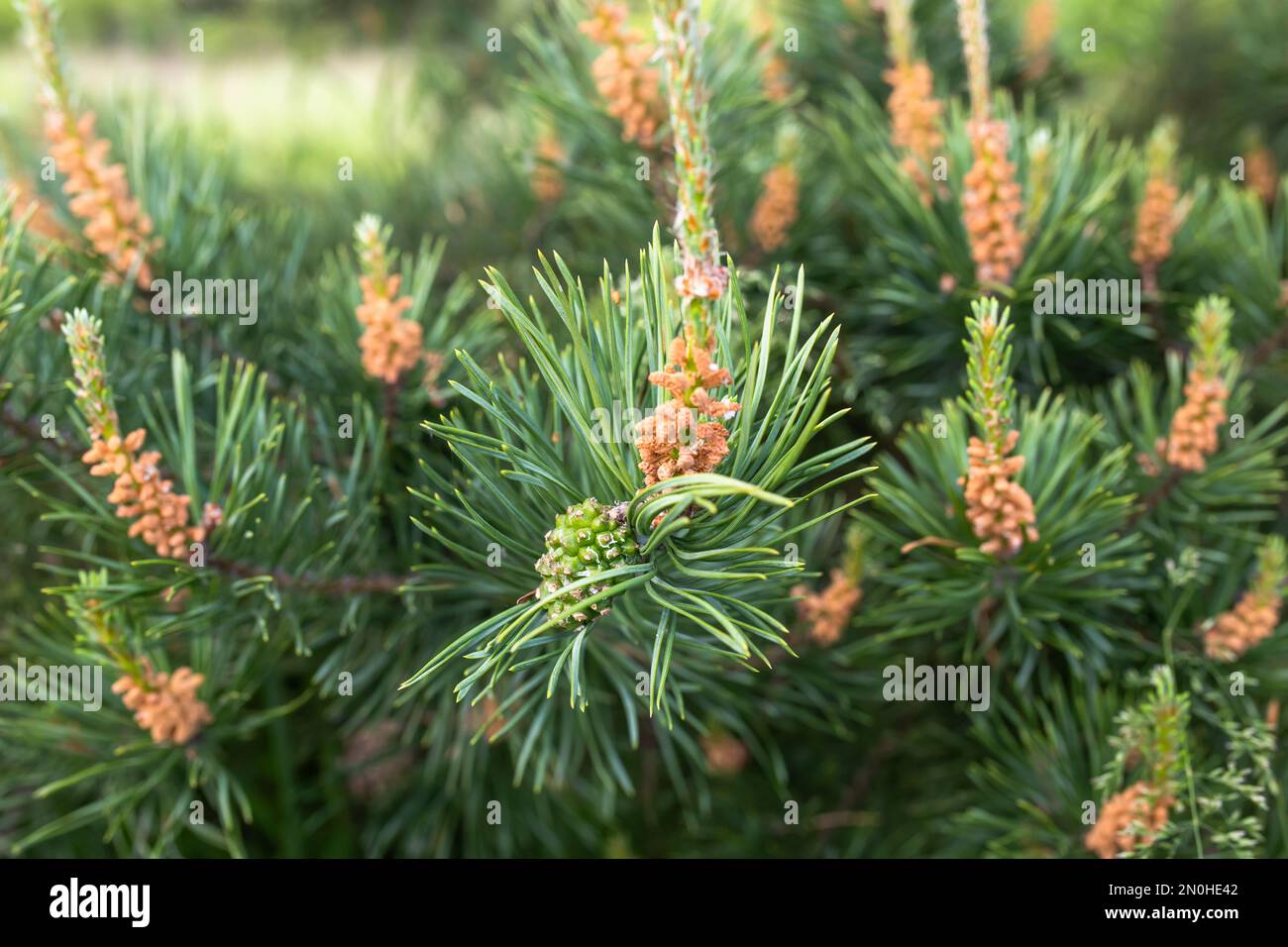 young green bump on branches of pine growing in forest. Male cones of a ...