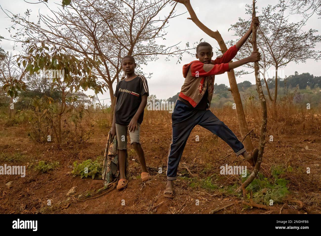 Karatu, Tanzania - October 16th, 2022: Two boys breaking tree branches ...