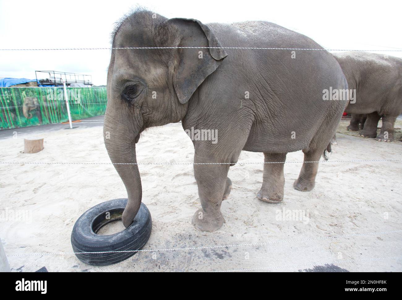 In this Friday, Jan. 8, 2016 photo, an Asian elephant named April ...